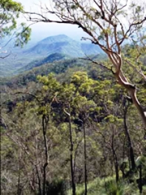 Mackay Isaac Region - Crediton State Forest